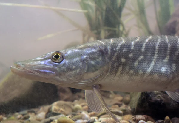 Long nose fish — Stock Photo © saiko3p #5827950