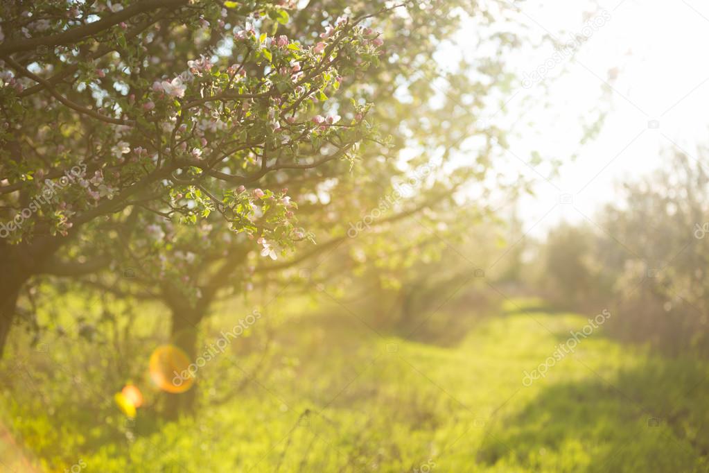 Beautiful sunny garden — Stock Photo © Scharfsinn #111616592