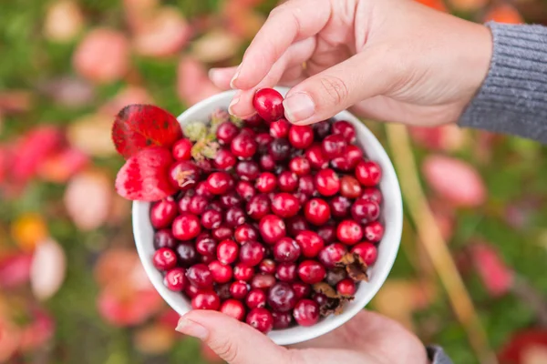 Girl picking berries — Stock Photo © Scharfsinn #111633632