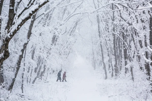 Fresh snowfall Stock Photos, Royalty Free Fresh snowfall Images ...