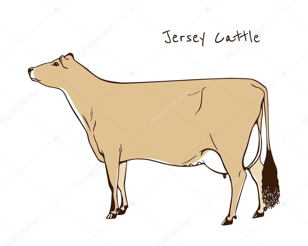 Ilustración del ganado lechero Vector de stock por ©Ezhevica 115134422