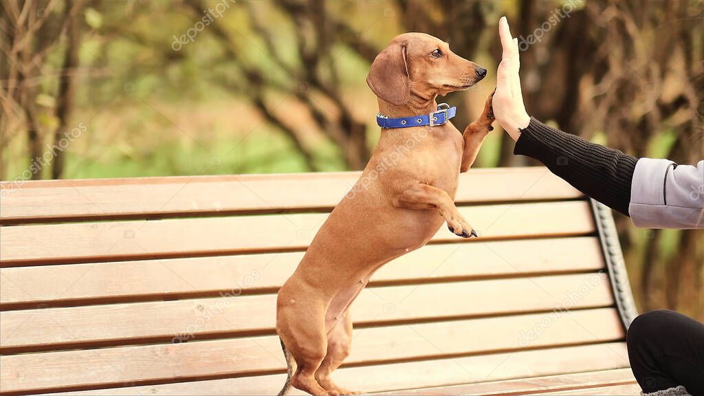 apretón de manos entre la mujer y el perro bastante pequeño. High Five ...