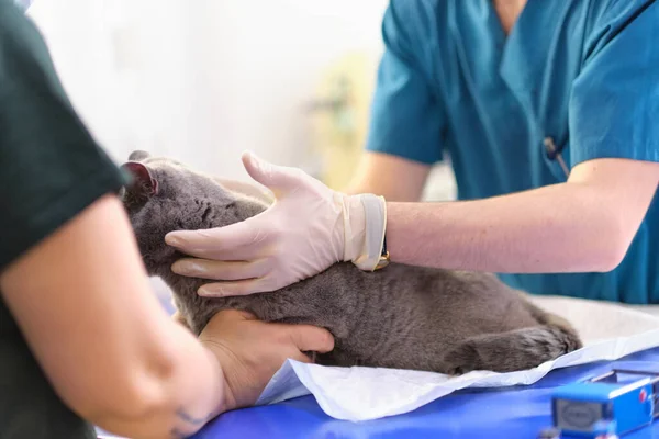 Intubation animal Stock Photos, Royalty Free Intubation animal Images ...