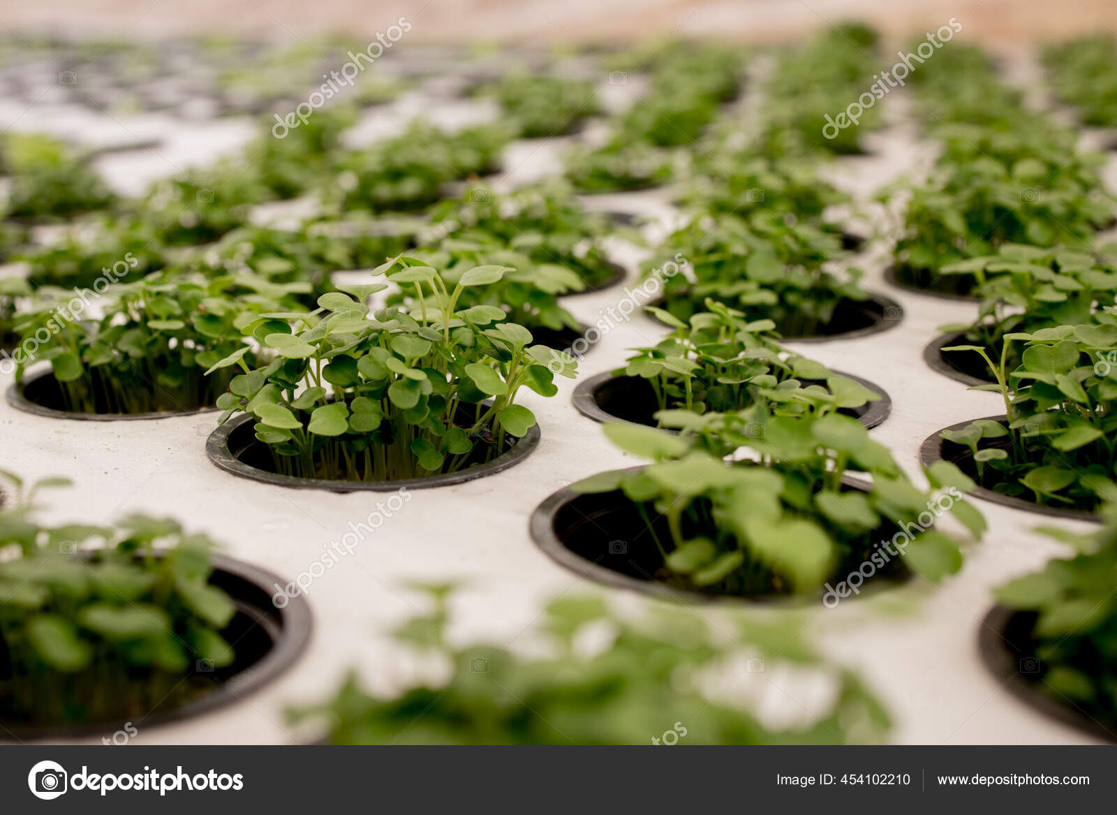 Close Basil Microgreens Growing Basil Hydroponic System Sprouts Close ...