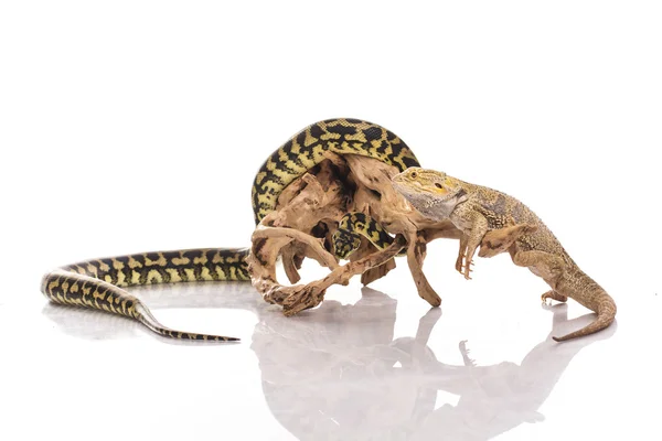 ᐈ Pet snake stock pictures, Royalty Free pet snake photos | download on ...