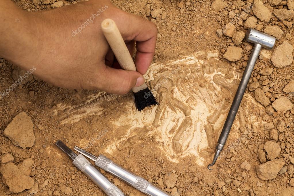 Esqueleto e ferramentas arqueológicas. Treinamento para escavar fósseis ...