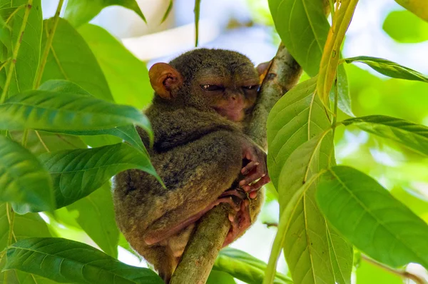 Philippines fauna Stock Photos, Royalty Free Philippines fauna Images ...