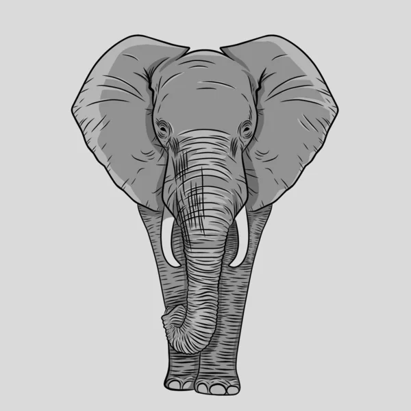 3,246,120 Pencil drawing of an elephant Vector Images | Depositphotos