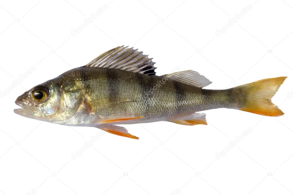 River perch, isolated on white background, striped fry bass — Stock ...