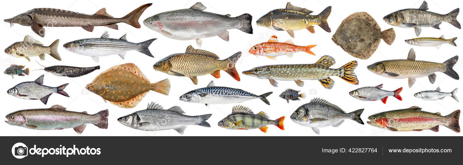 Fish Set Isolated Collection Fresh Raw Fish Sea Freshwater Fish — Stock ...