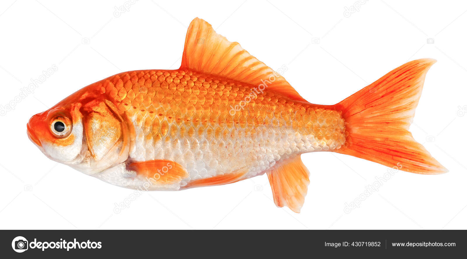 Goldfish Isolated White Background Goldfish Side View Stock Photo by ...