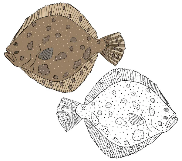 Turbot fish Vector Art Stock Images | Depositphotos