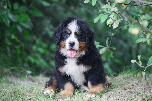 Están Los Perros De Montaña Berneses Necesitados