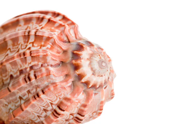 Coquille de magenta Stock Photos, Royalty Free Coquille de magenta ...