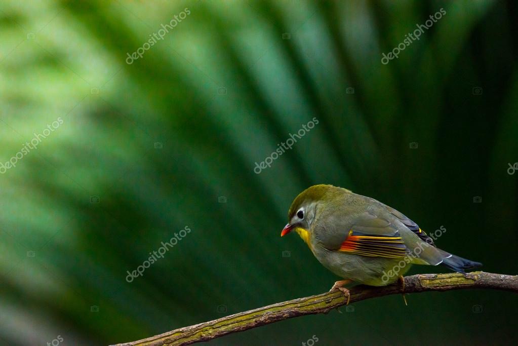 Chinese Nightingale Bird