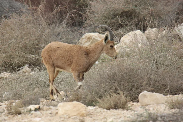 Israel animals Stock Photos, Royalty Free Israel animals Images ...