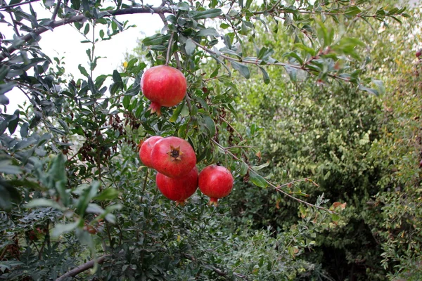 Single fruit tree Stock Photos, Royalty Free Single fruit tree Images ...