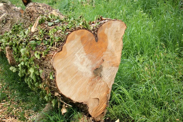 Fotos de El hacha en el árbol, Imagens de El hacha en el árbol sem ...