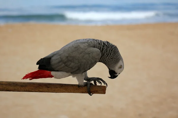 Parrot beaches Stock Photos, Royalty Free Parrot beaches Images ...
