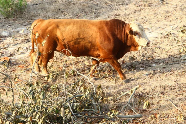 Israel cattle Stock Photos, Royalty Free Israel cattle Images ...