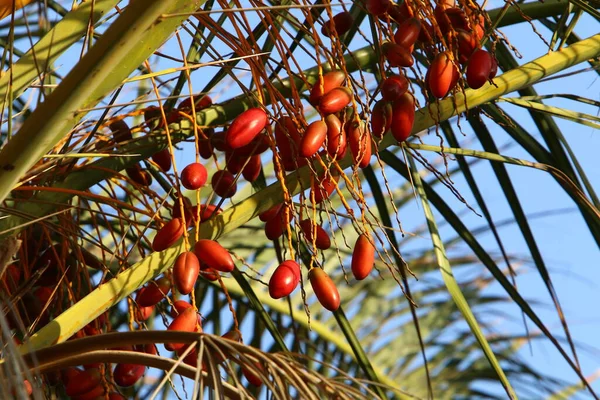 Red palm fruit Stock Photos, Royalty Free Red palm fruit Images ...