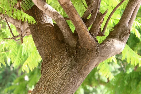 Arak tree Stock Photos, Royalty Free Arak tree Images | Depositphotos