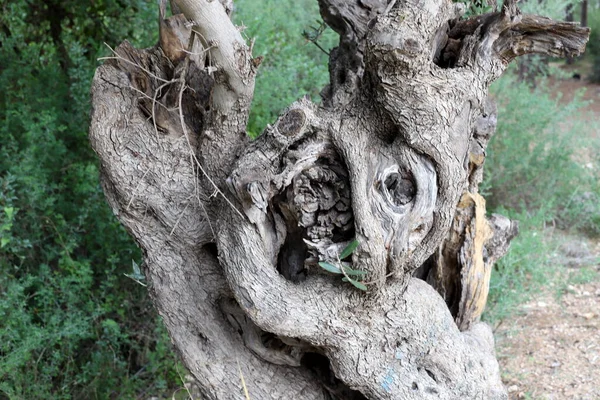 Old carob tree Stock Photos, Royalty Free Old carob tree Images ...