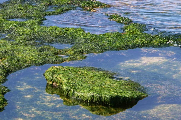 Spherical algae Stock Photos, Royalty Free Spherical algae Images ...