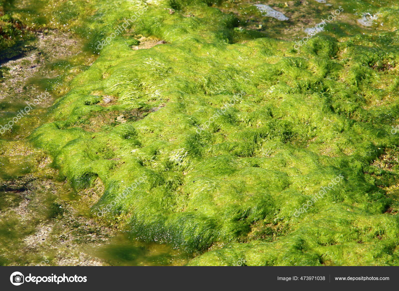 Green Algae Rocks Mediterranean Sea Northern Israel Hot Summer Israel ...