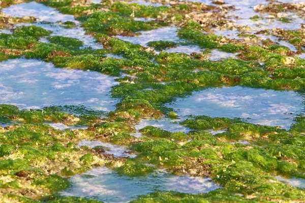 Photos of algae Stock Photos, Royalty Free Photos of algae Images ...