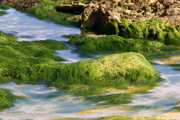 Algae new zealand Stock Photos, Royalty Free Algae new zealand Images ...