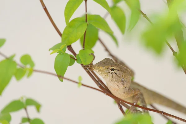 Lizard camouflage tree in the garden - Stock Image - Everypixel