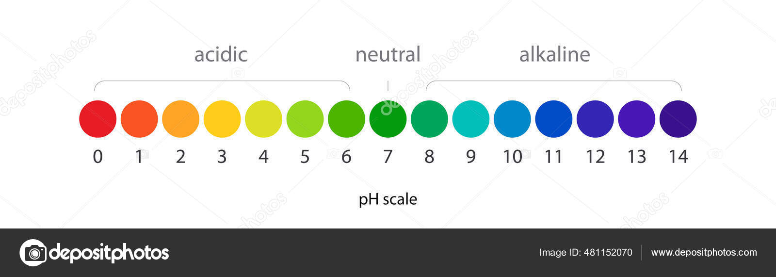 PH scale vector Infographic acid-base balance Stock Vector Image by ©VI6277 #481152070