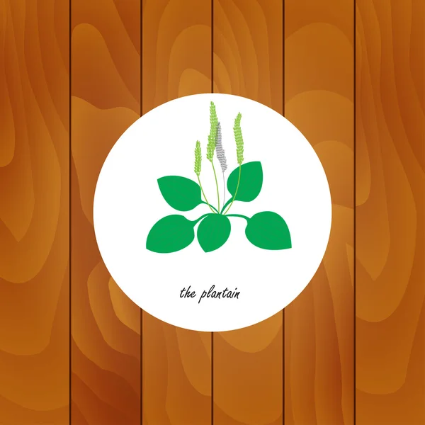 Plantain logo Vector Art Stock Images | Depositphotos