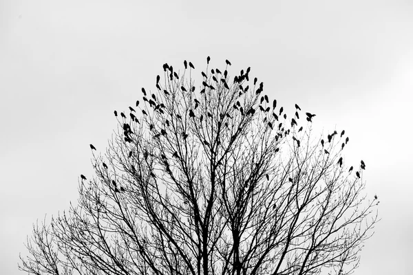 Raven tree Stock Photos, Royalty Free Raven tree Images | Depositphotos