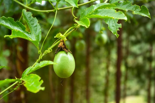 Passiflora Pinnatistipula Fruto Gulupa Planta: fotografía de stock ...