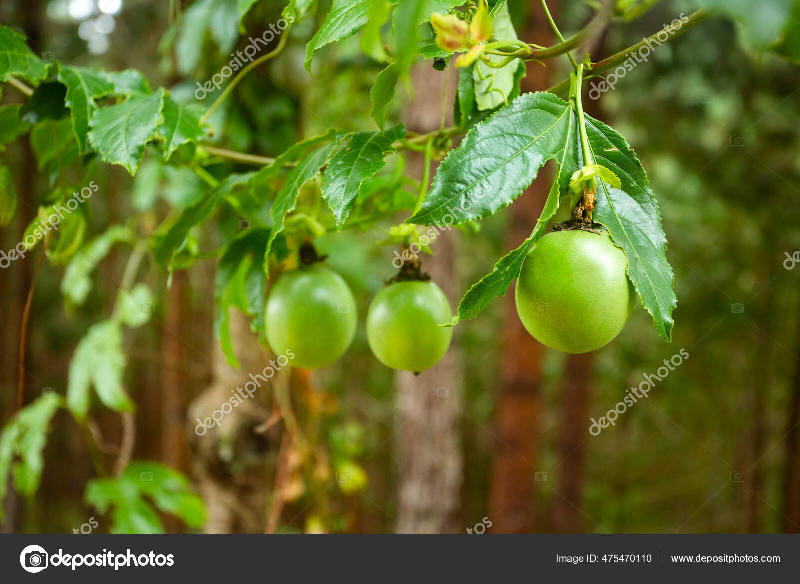 Passiflora Pinnatistipula Fruto Gulupa Planta: fotografía de stock ...