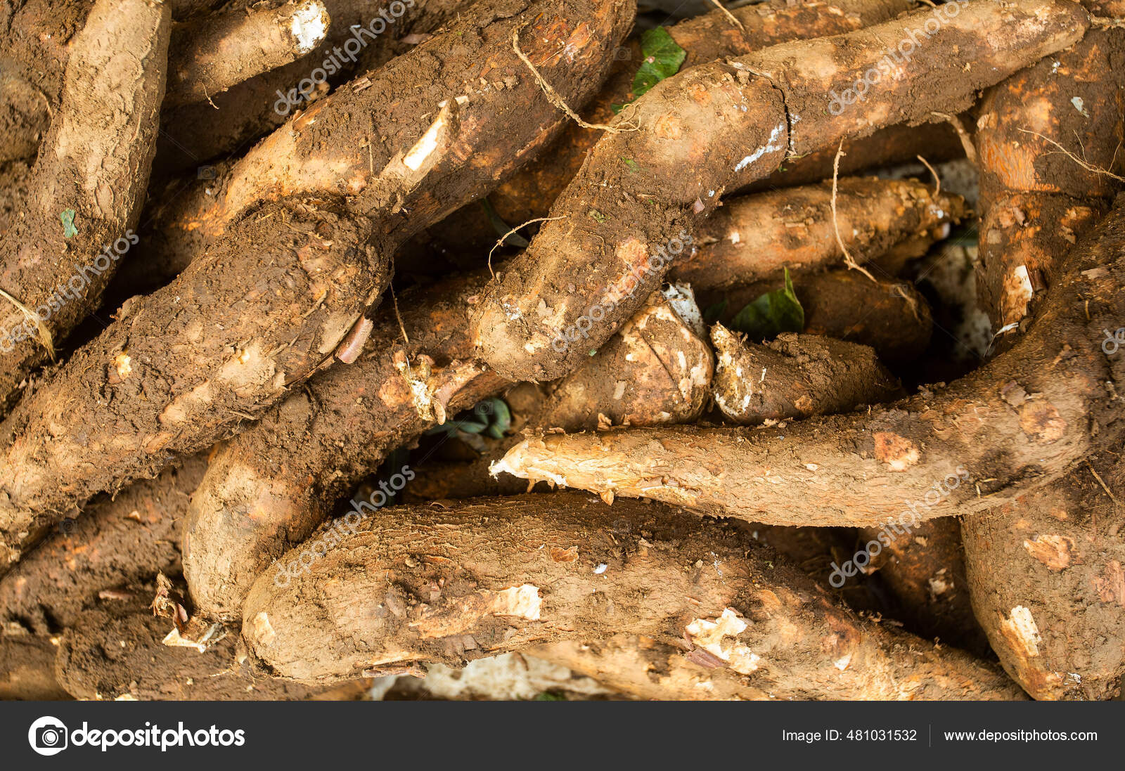 Manihot Esculenta Yuca Yuca Mandioca Mandioca Arrurruz Brasileño — Foto ...