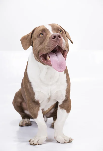 Pitbull white and brown with tongue out Stock Photo by ...