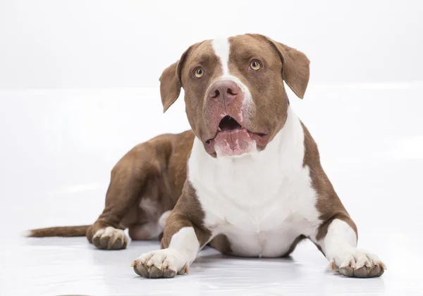 Pitbull white and brown with tongue out Stock Photo by ...