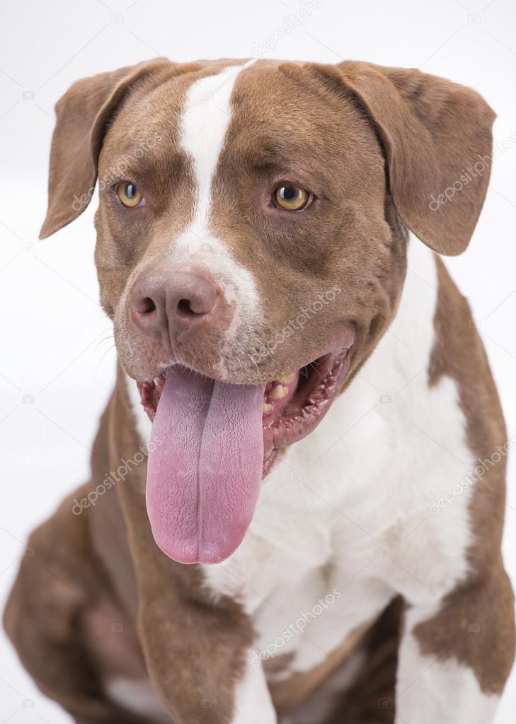Pitbull white and brown with tongue out Stock Photo by ...