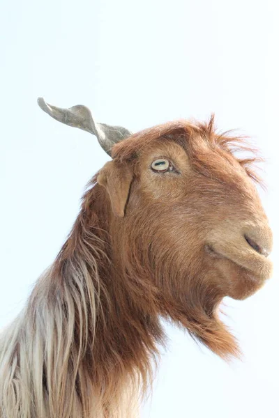Goat profile Stock Photos, Royalty Free Goat profile Images | Depositphotos