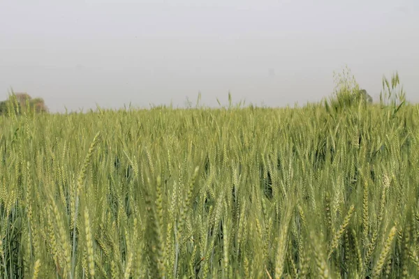 Wheat farming in india Stock Photos, Royalty Free Wheat farming in ...