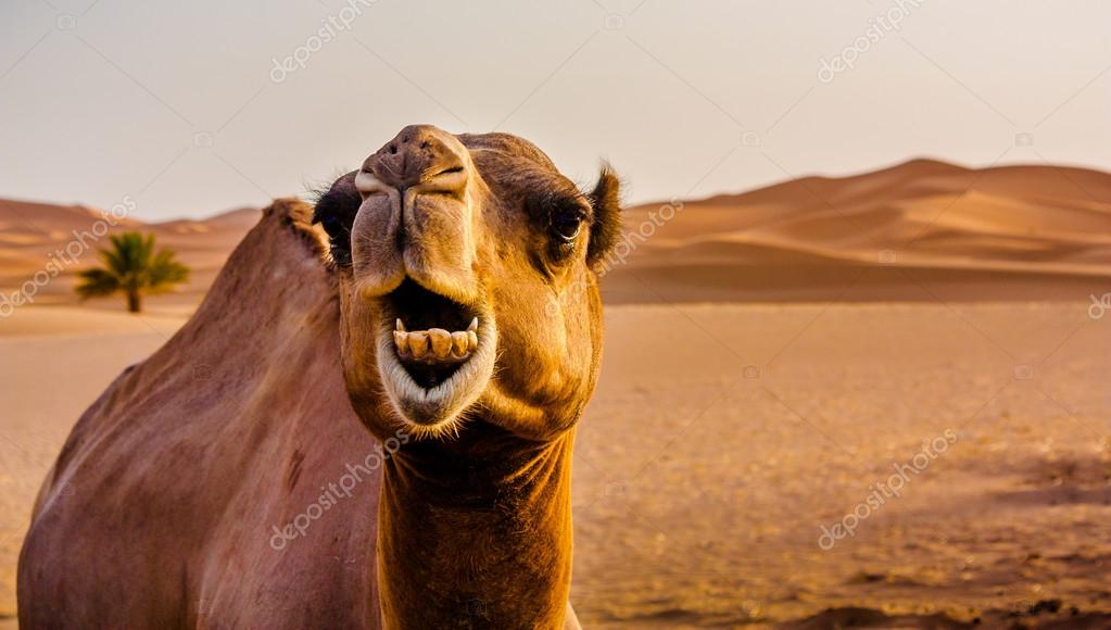 A happy camel — Stock Photo © LucVi #98307676