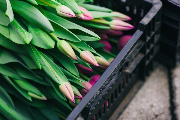 Stem of tulip grow in box — Stock Photo © mutsto.yandex.ru #101154654
