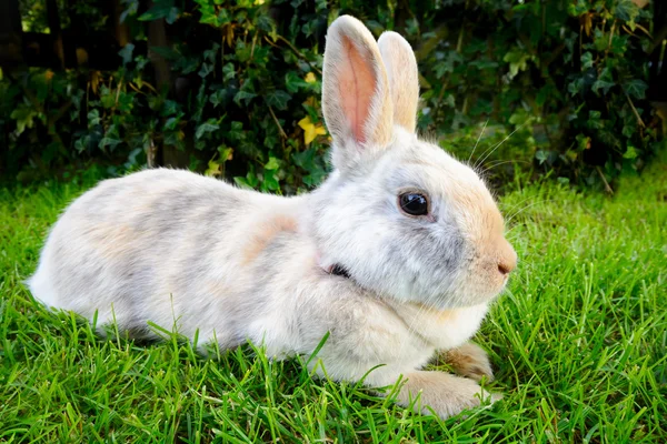 Dwarf rabbit Stock Photos, Royalty Free Dwarf rabbit Images | Depositphotos