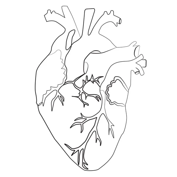 10,165,065 Human heart diagram Vector Images | Depositphotos