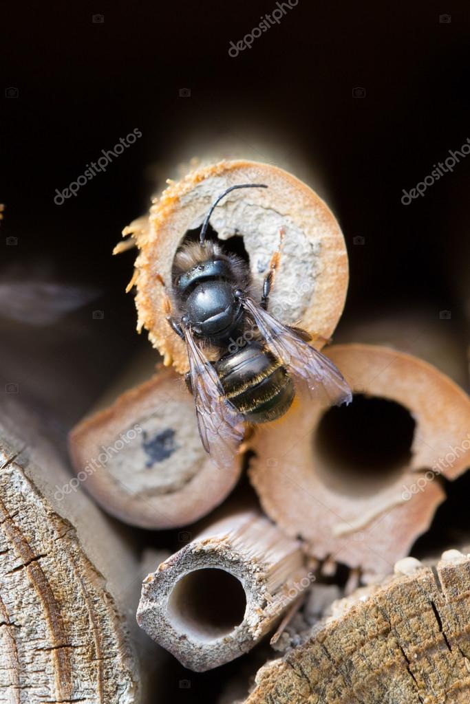 Solitary bee on nesting site Stock Photo by ©FCerez 103747330