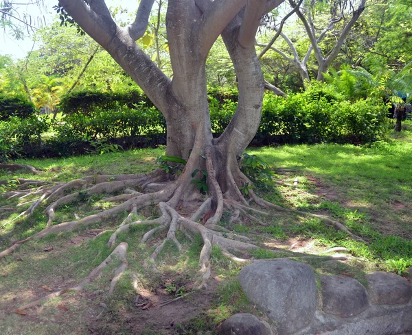 Indian fig tree Stock Photos, Royalty Free Indian fig tree Images ...