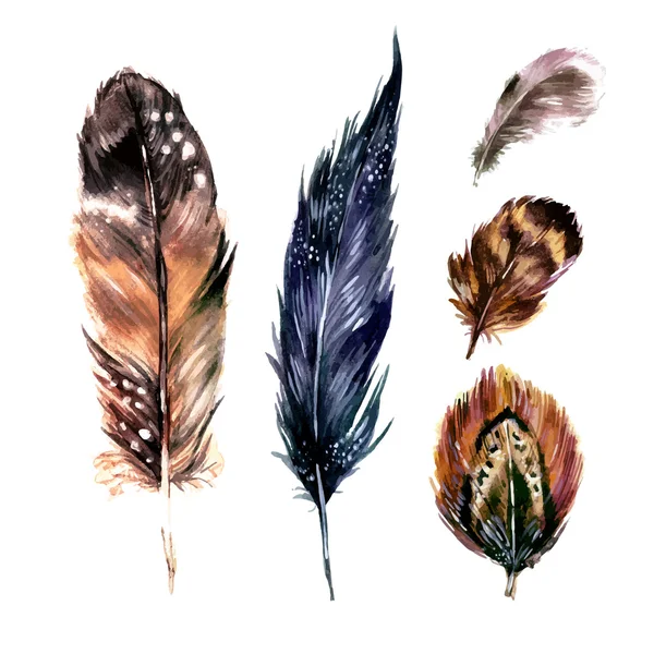 Colorful bird feather from wing isolated. Watercolor background ...